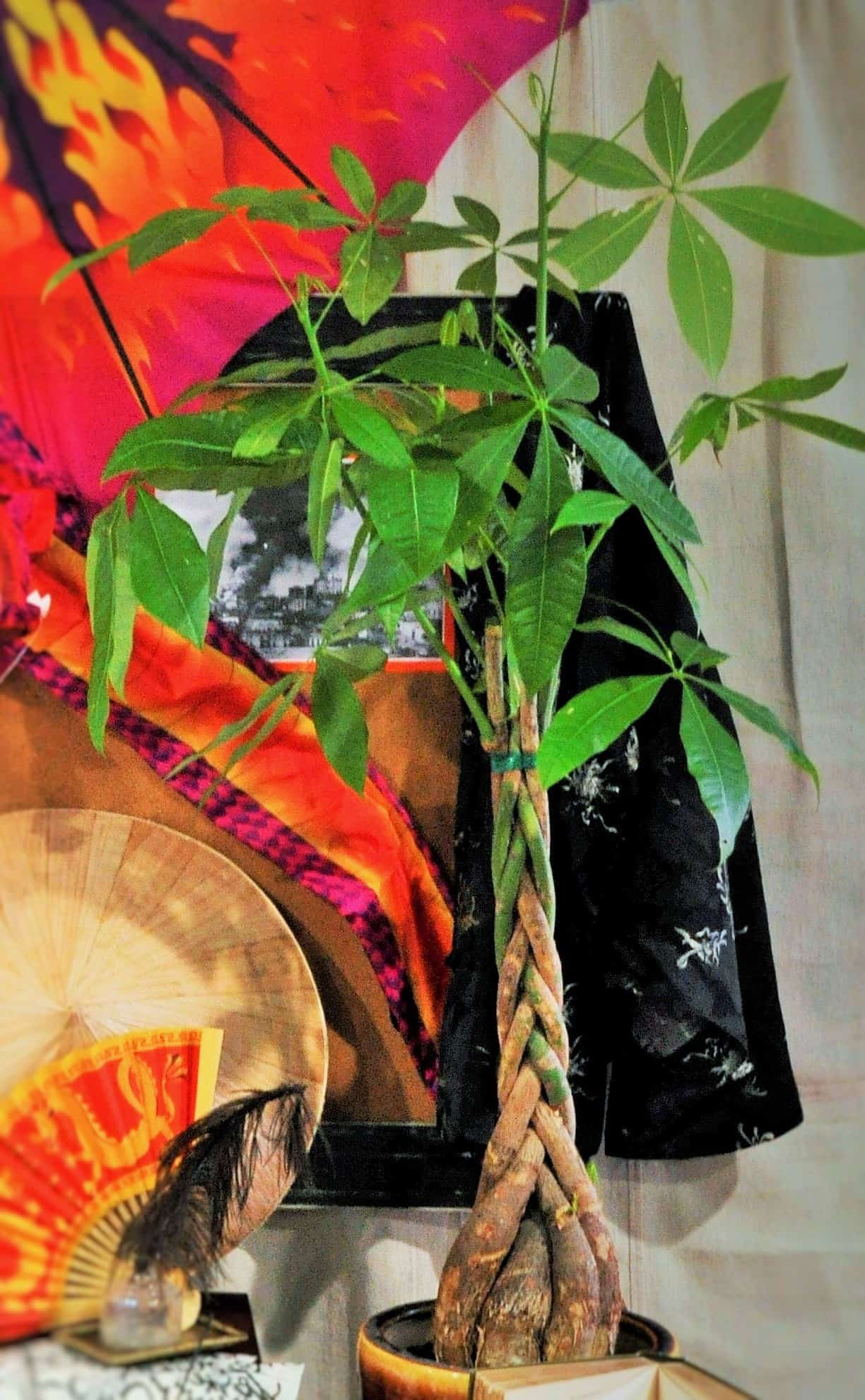 Creative teaching ideas for DRAGONWINGS