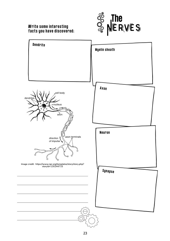 PDF Journal - The Human Body