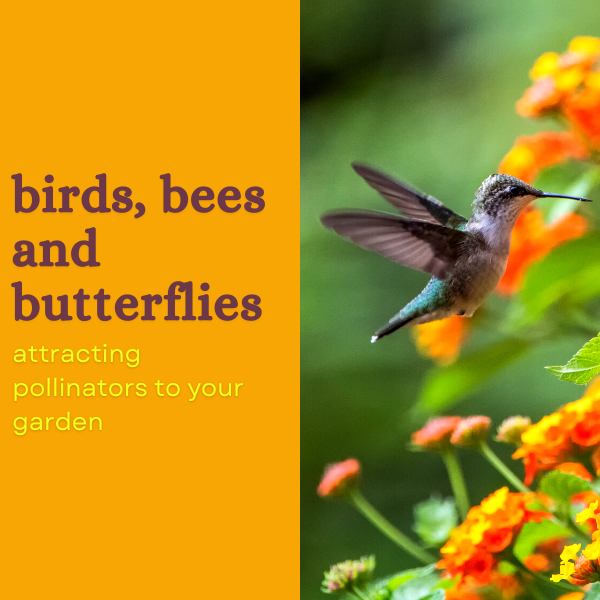 Birds, Bees and Butterflies