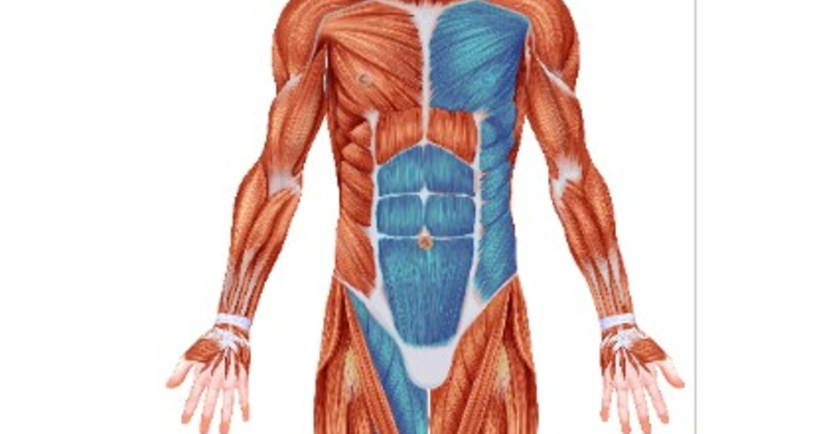 Motor Point Acupuncture Core Essentials