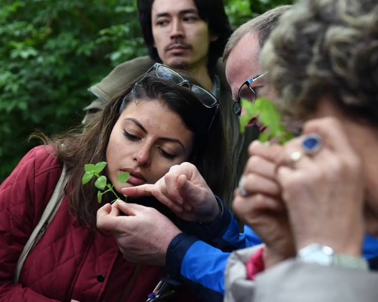 Forage Through The Year: Become a Safe, Confident and Knowledgeable Forager