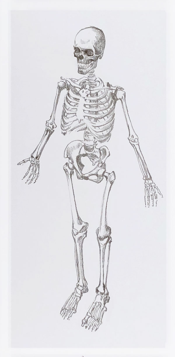 Anatomie & Dessin - Vol 1 - LE SQUELETTE : Acquérir la base de l ...