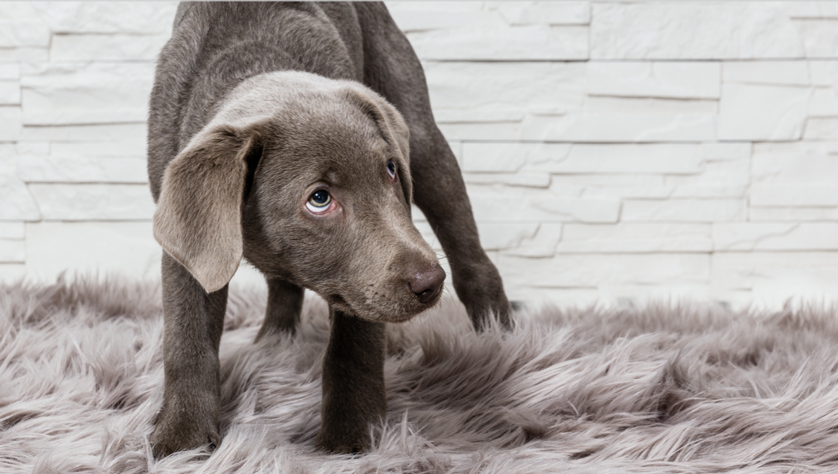 Comprendre et apaiser le chien qui a peur