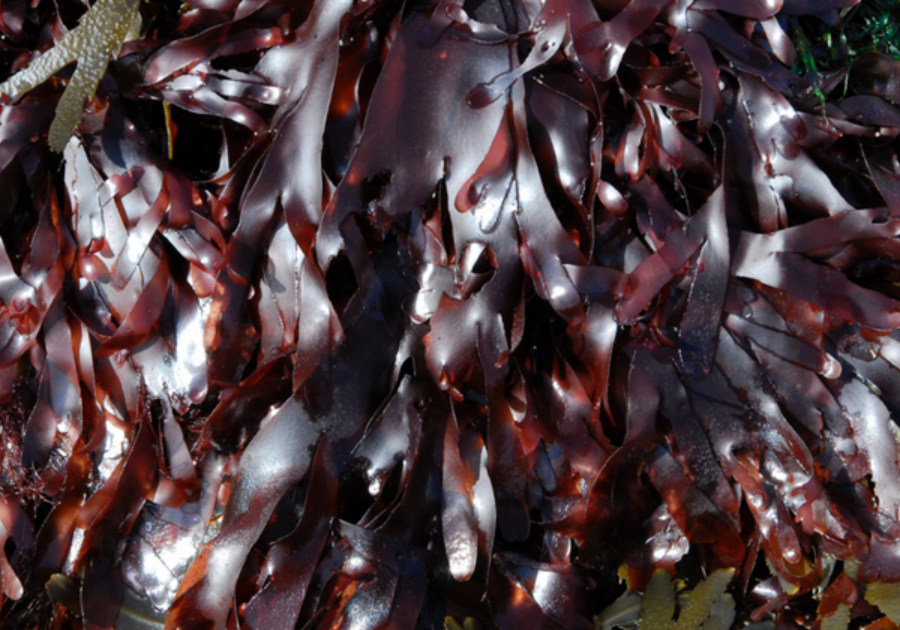 Edible Seaweeds Online Course