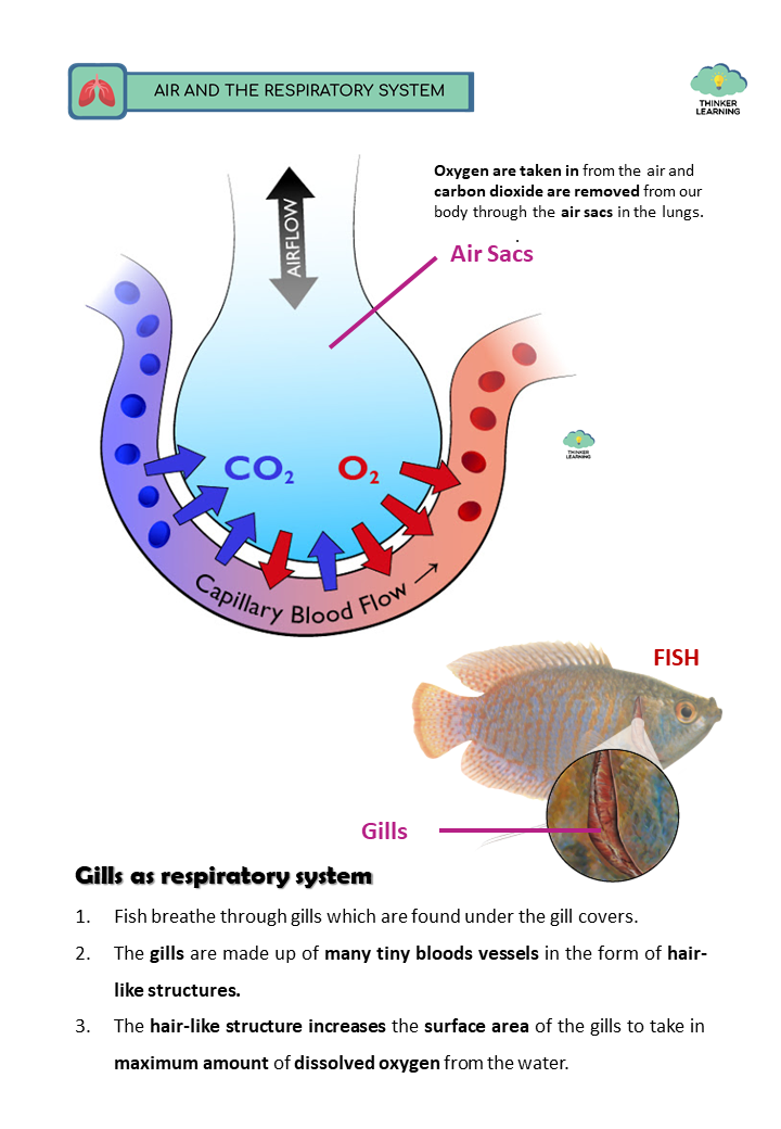 2023 PSLE SCIENCE GUIDEBOOK