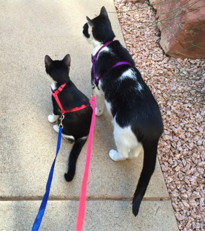 Animal Communication School ~ Maia Kincaid