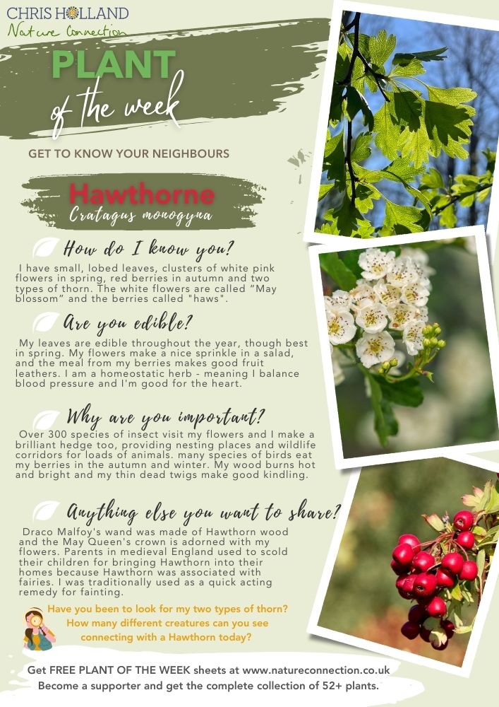 THE PLANT OF THE WEEK COLLECTION