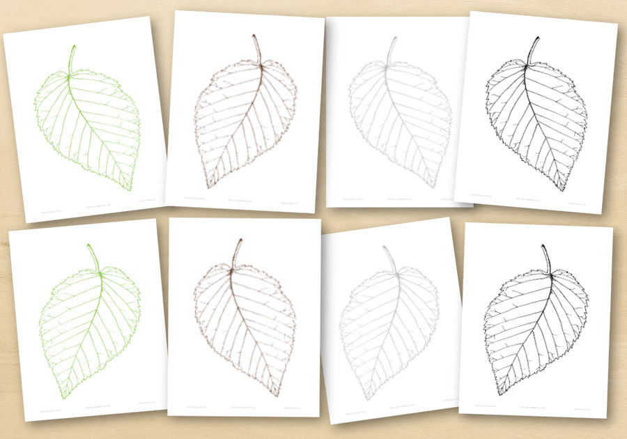 Printable Beech Leaf Template