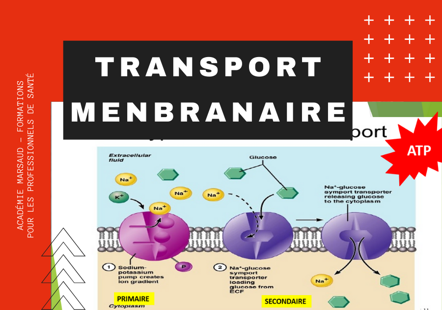 Formation: Transport membranaire