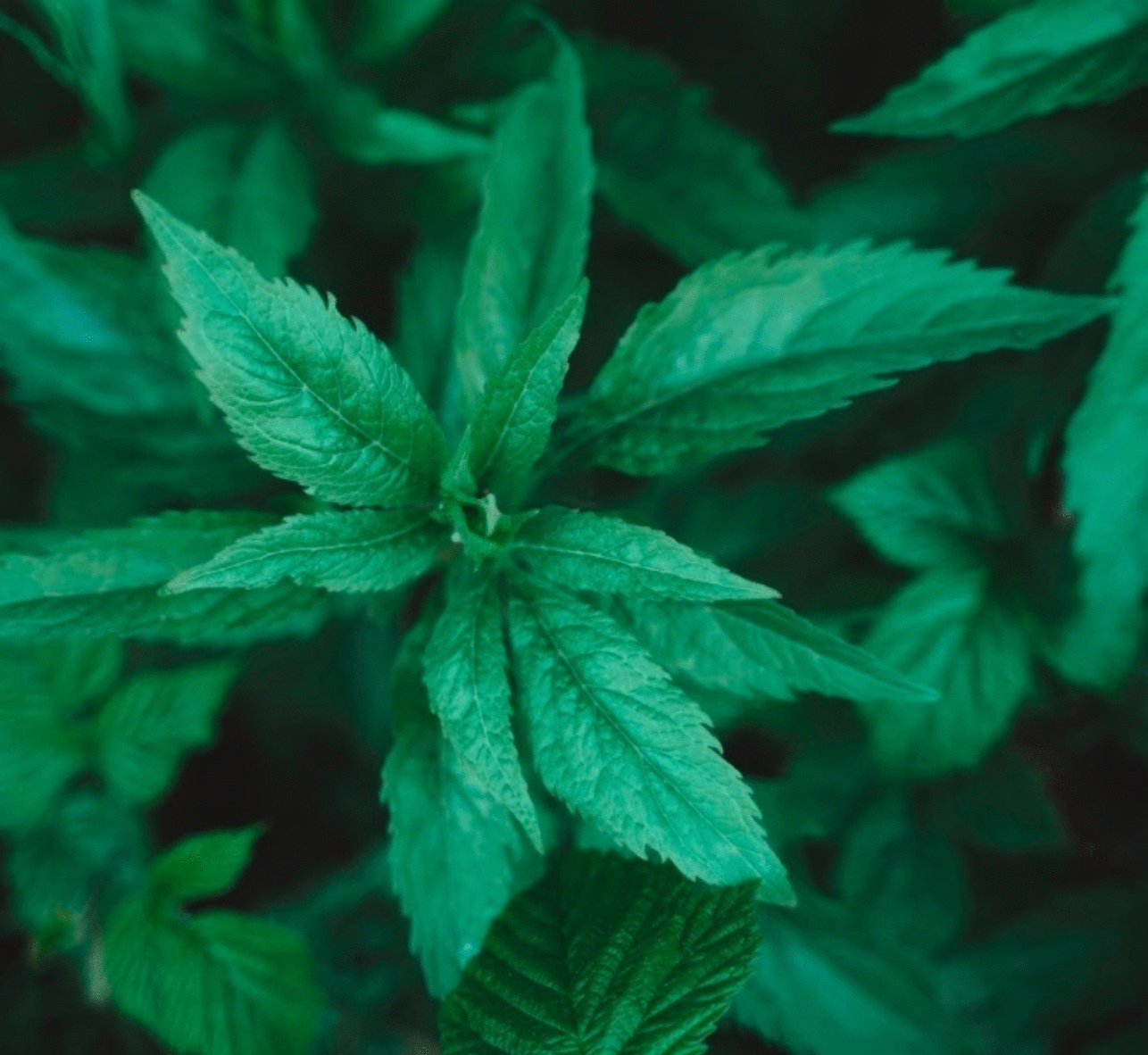 Master Real-Time Weeds Detection with YOLOR | Comprehensive Course