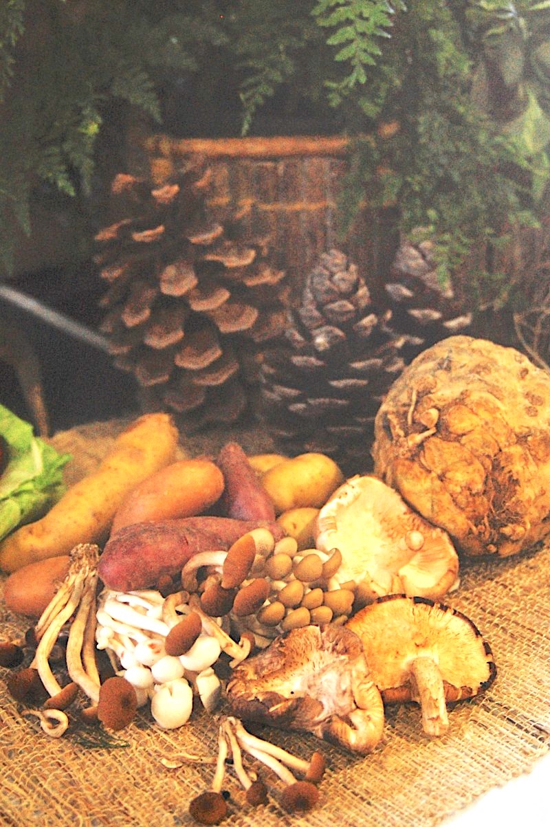 Creative teaching ideas for MY SIDE OF THE MOUNTAIN