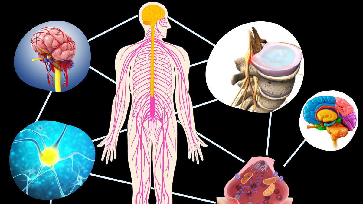 Introduction to the Human Nervous System