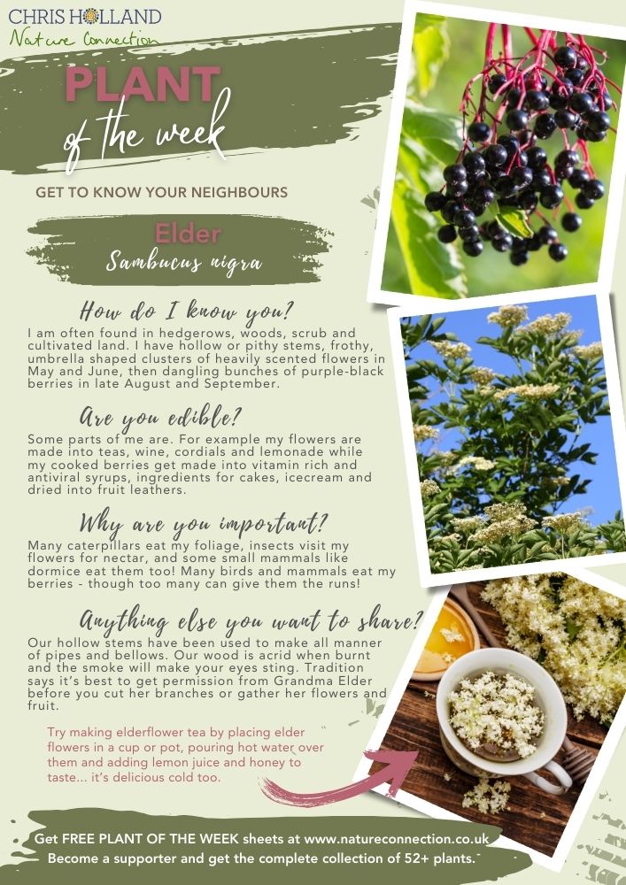 THE PLANT OF THE WEEK COLLECTION