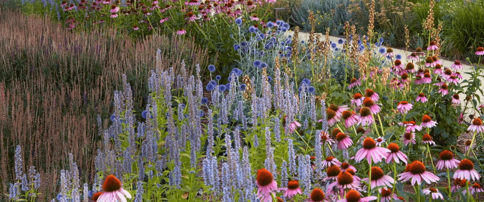 Native Plant Design: Blending Beauty and Function