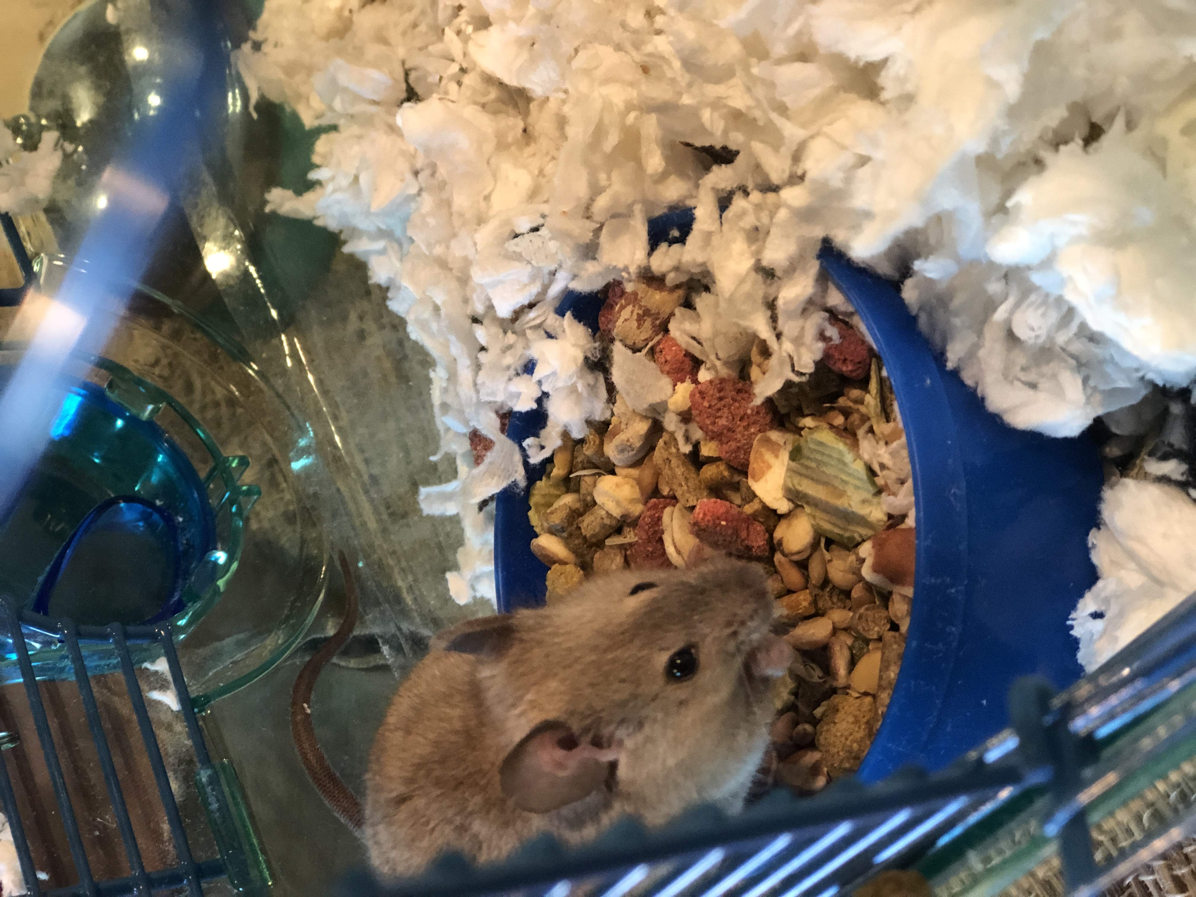 Creative teaching ideas for STUART LITTLE