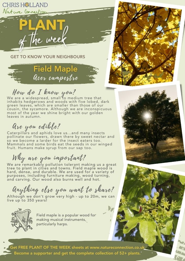 THE PLANT OF THE WEEK COLLECTION