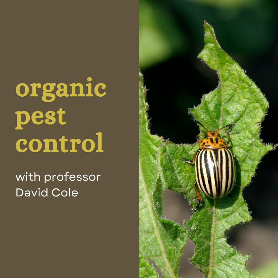 Organic Pest Control Class | The Dallas Garden School