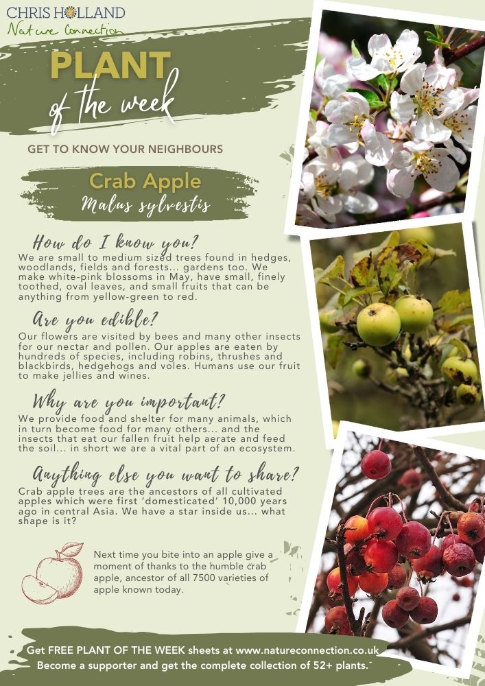 THE PLANT OF THE WEEK COLLECTION