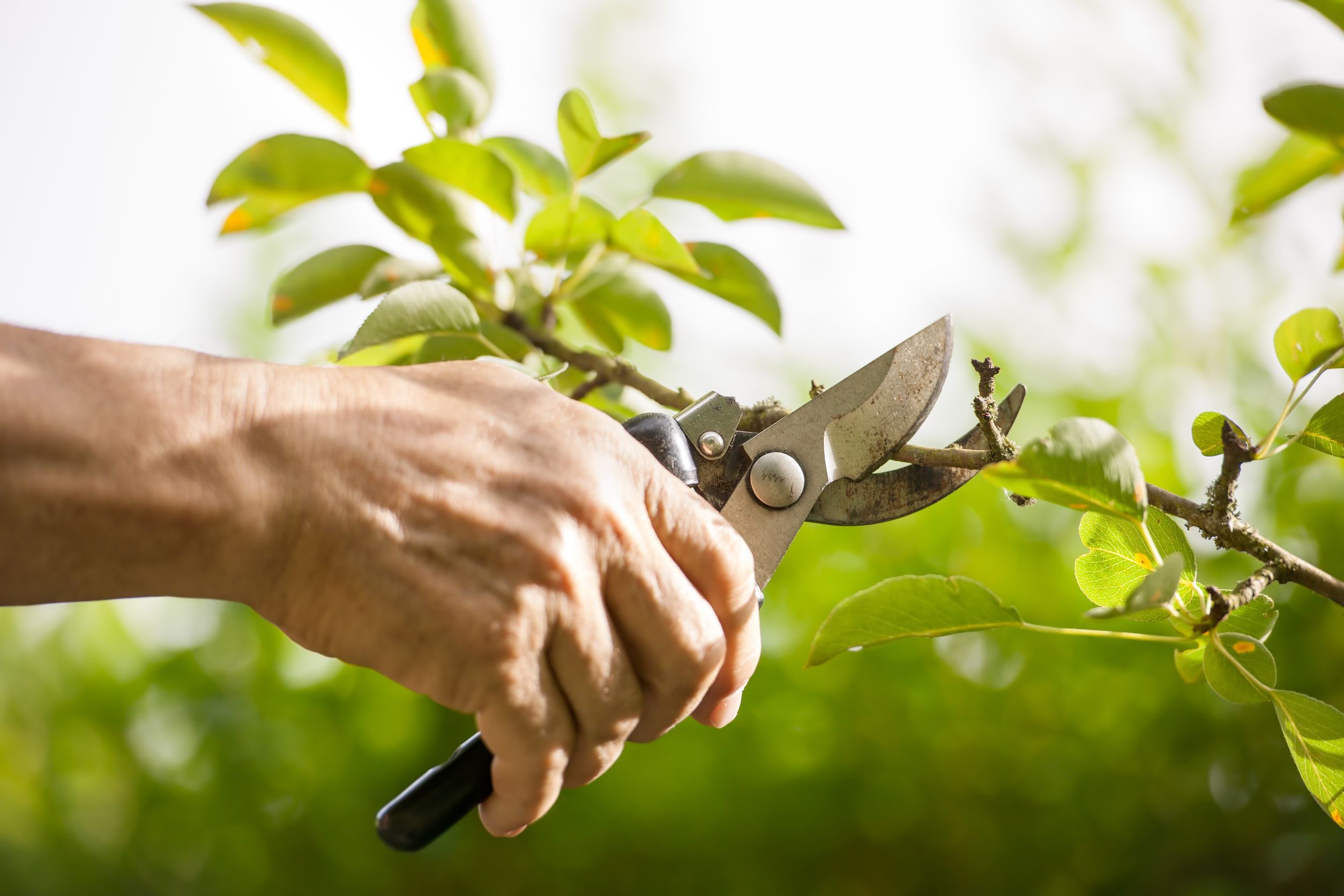 Certificate in Fruit Tree Care - Orchard People