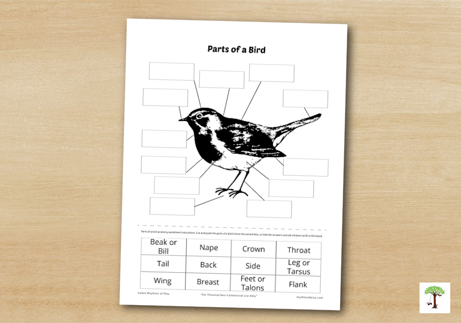 Parts of a Bird Printable Anatomy Worksheet