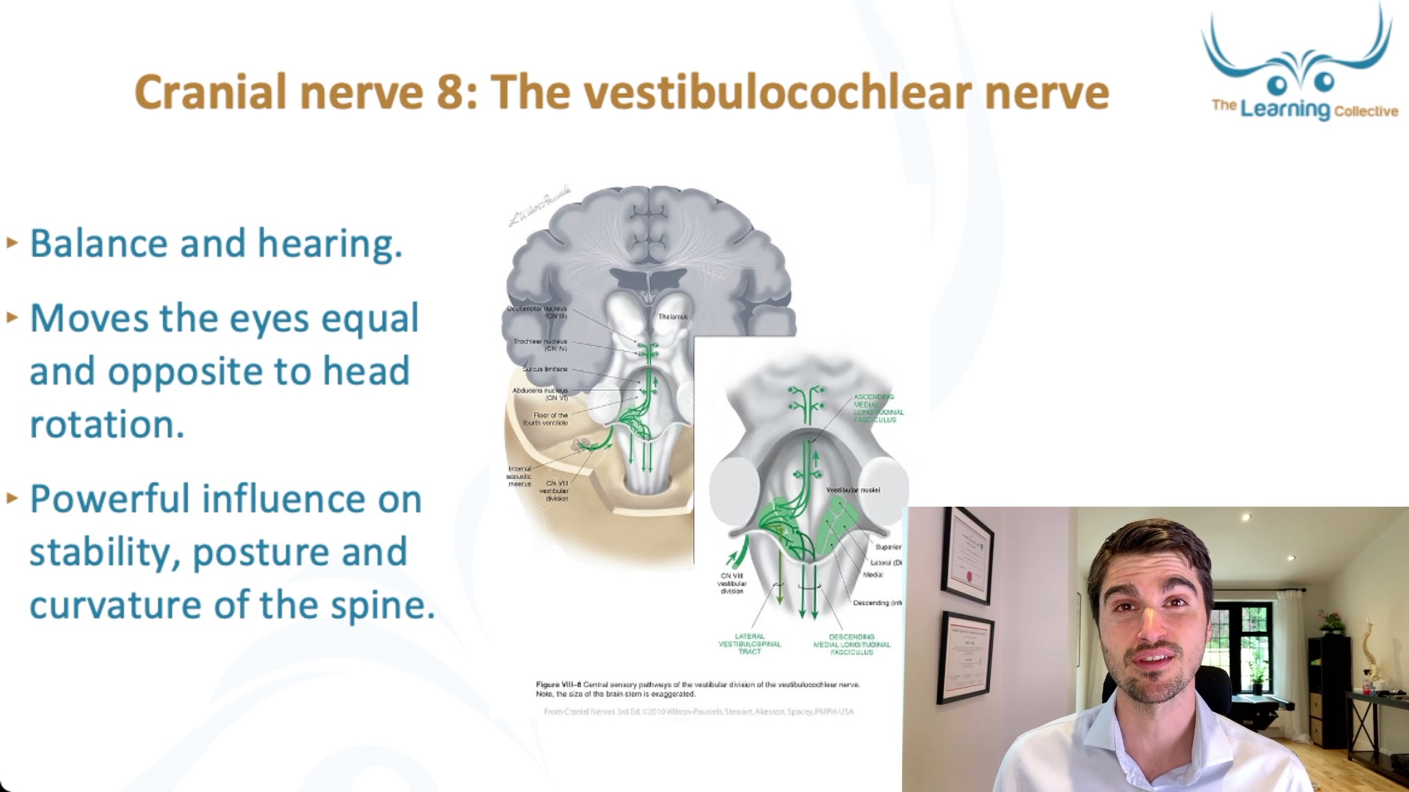 Cranial Nerve 8 - The Vestibular Cochlear Nerve