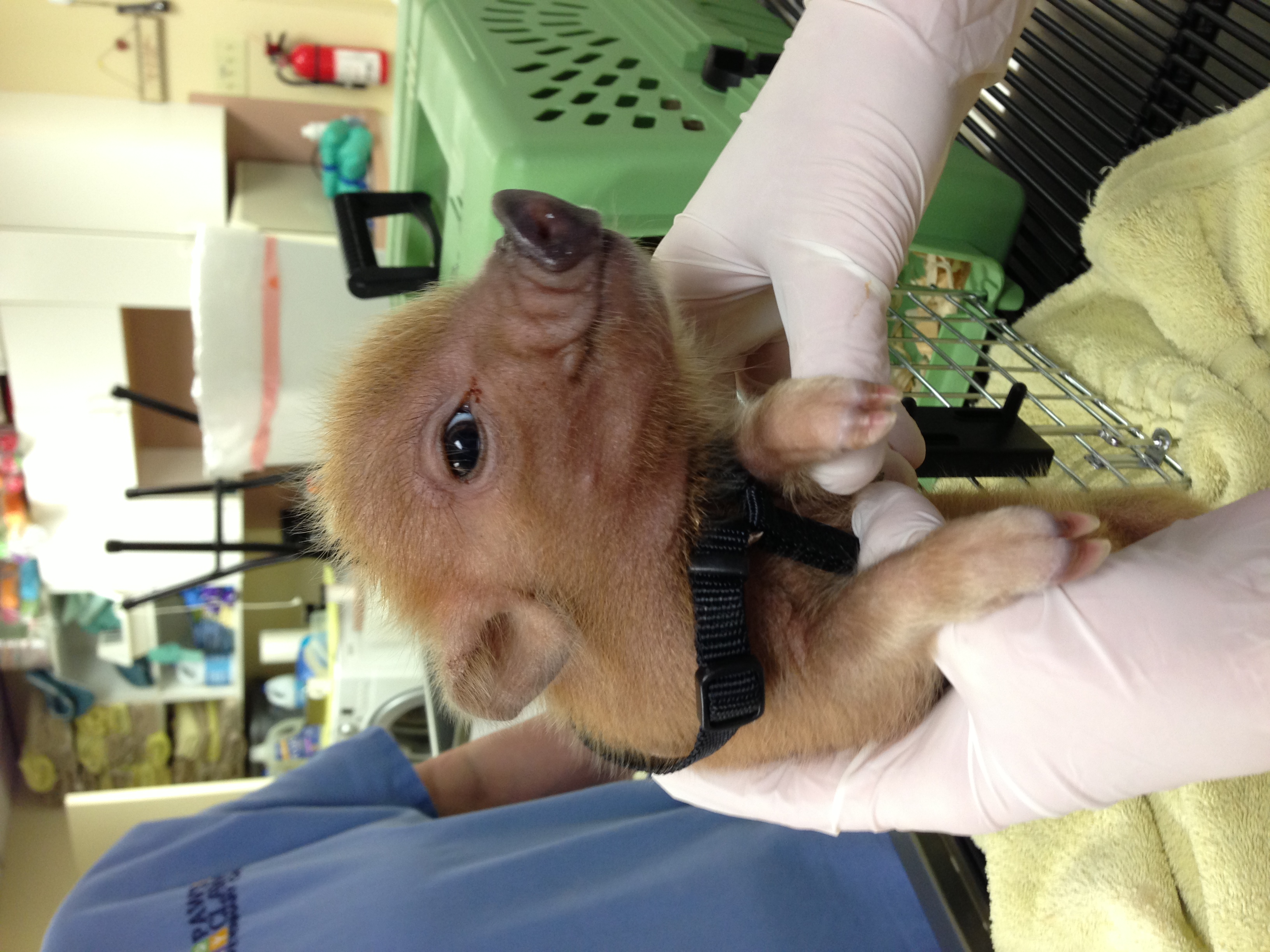 The Exotic Vet Consultant