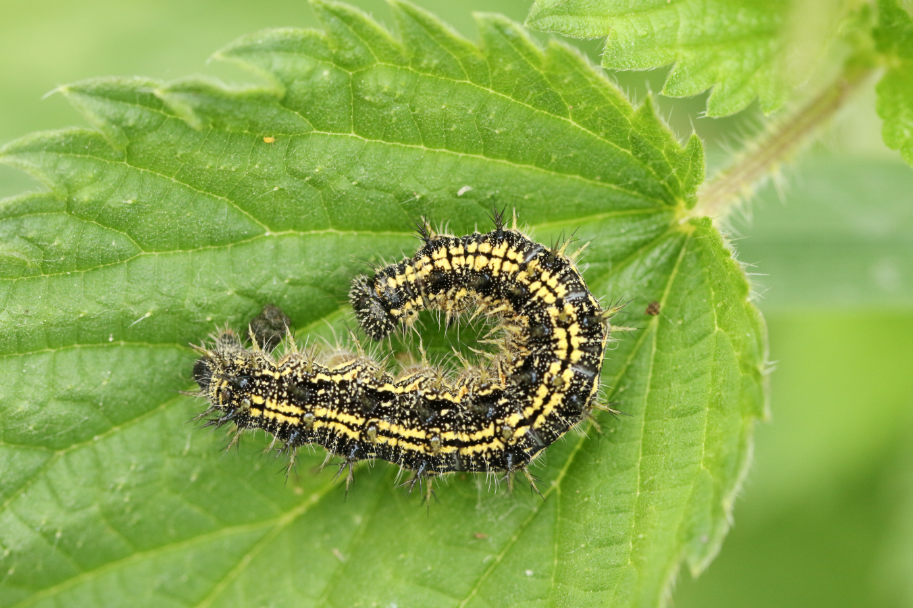 Food C: Things that crawl or wiggle