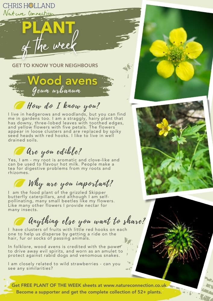 THE PLANT OF THE WEEK COLLECTION