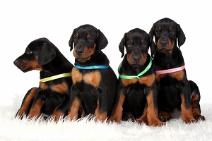 Synergy Dog Training