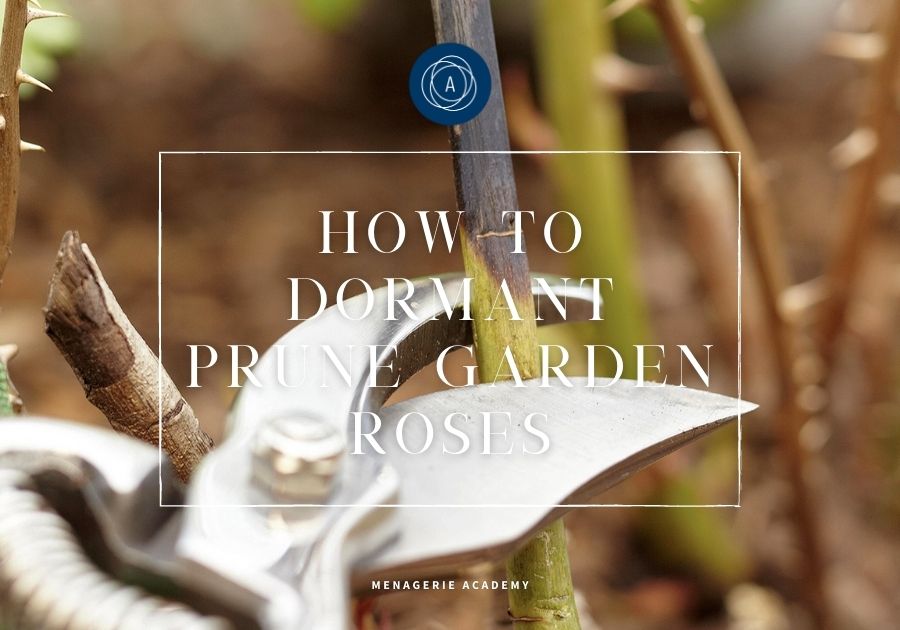 How To Dormant Prune Garden Roses