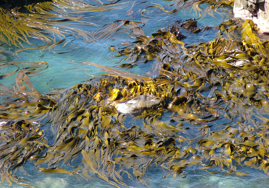 Edible Seaweeds Online Course