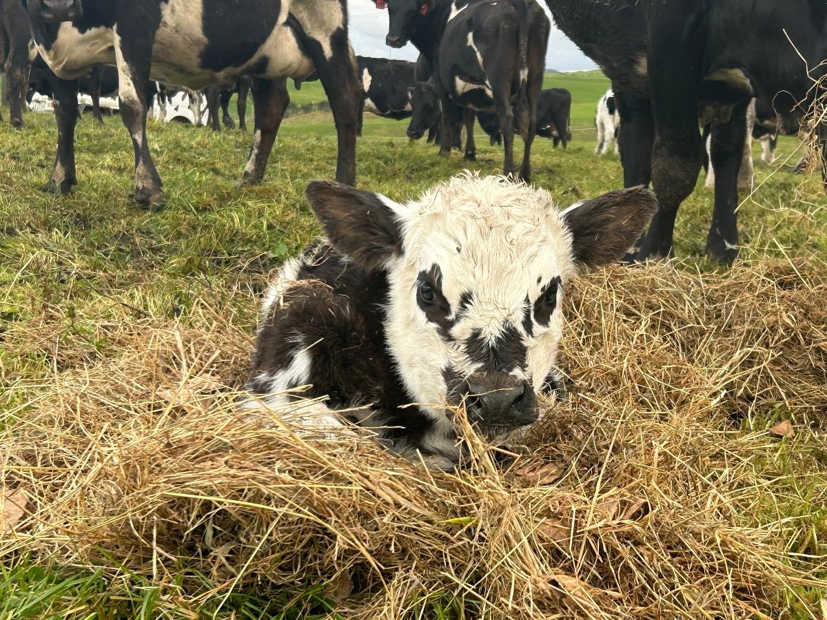 Webinar: Calf Rearing Masterclass
