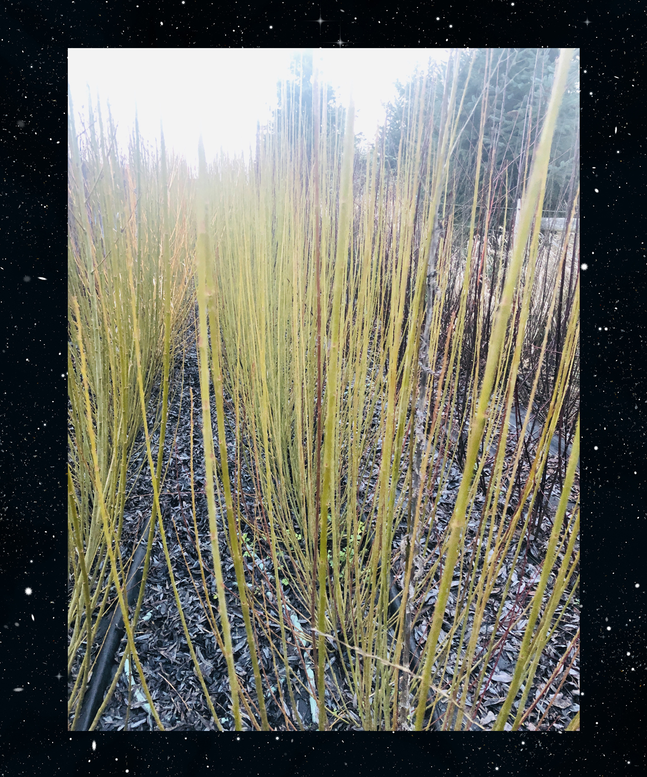 Willow Cuttings