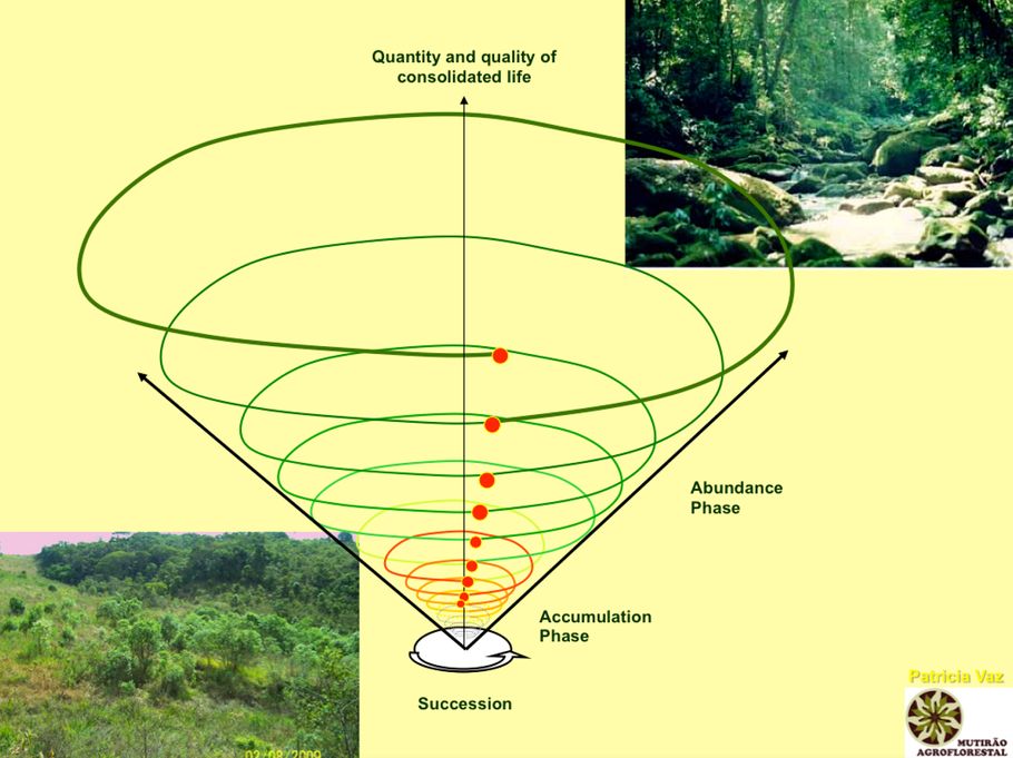 Syntropic Agroforestry Immersion