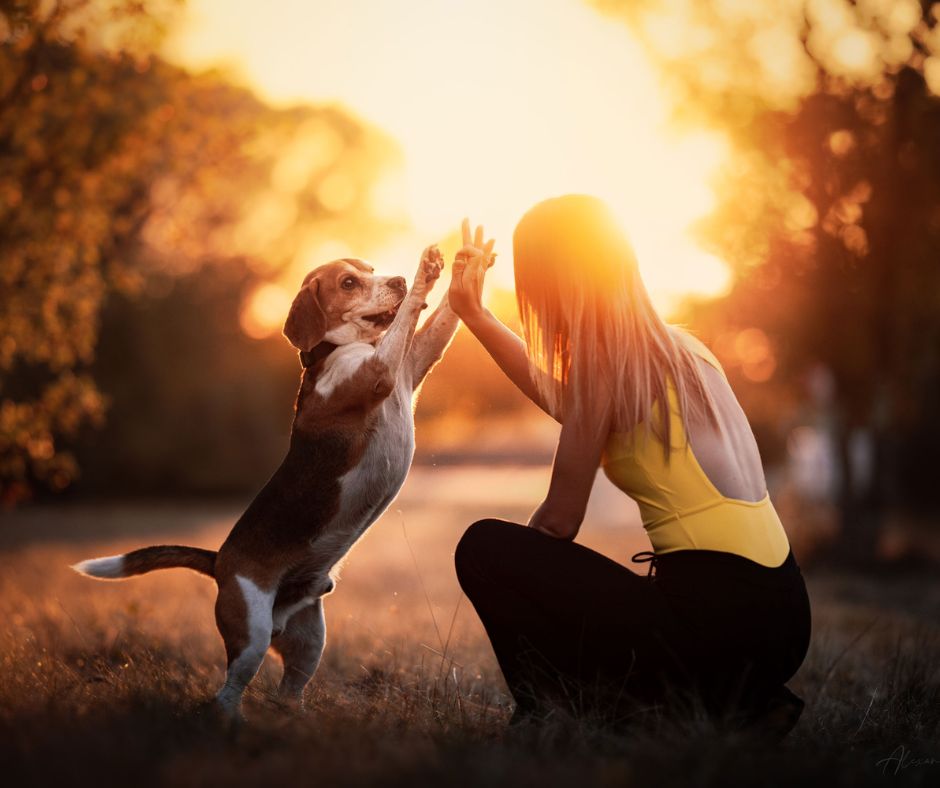 Apprendre la photo de chien