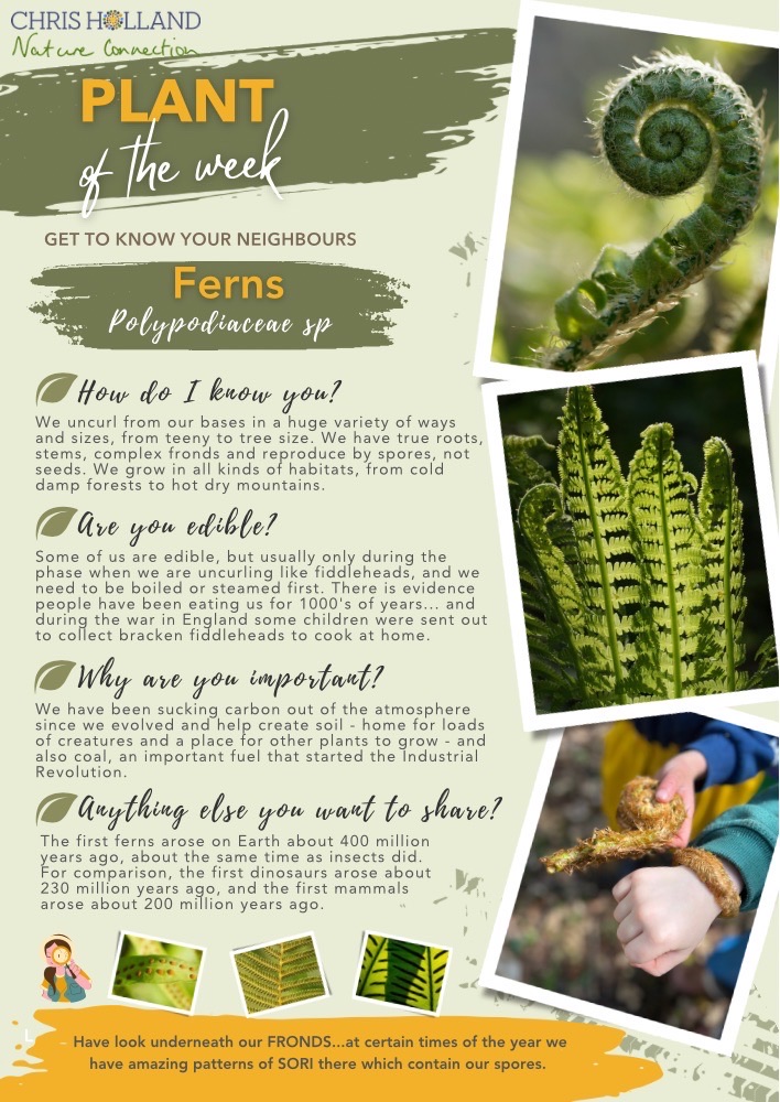 THE PLANT OF THE WEEK COLLECTION