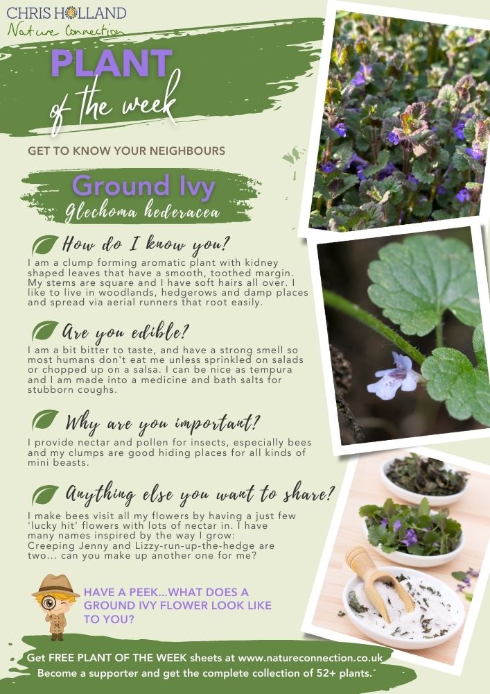 THE PLANT OF THE WEEK COLLECTION